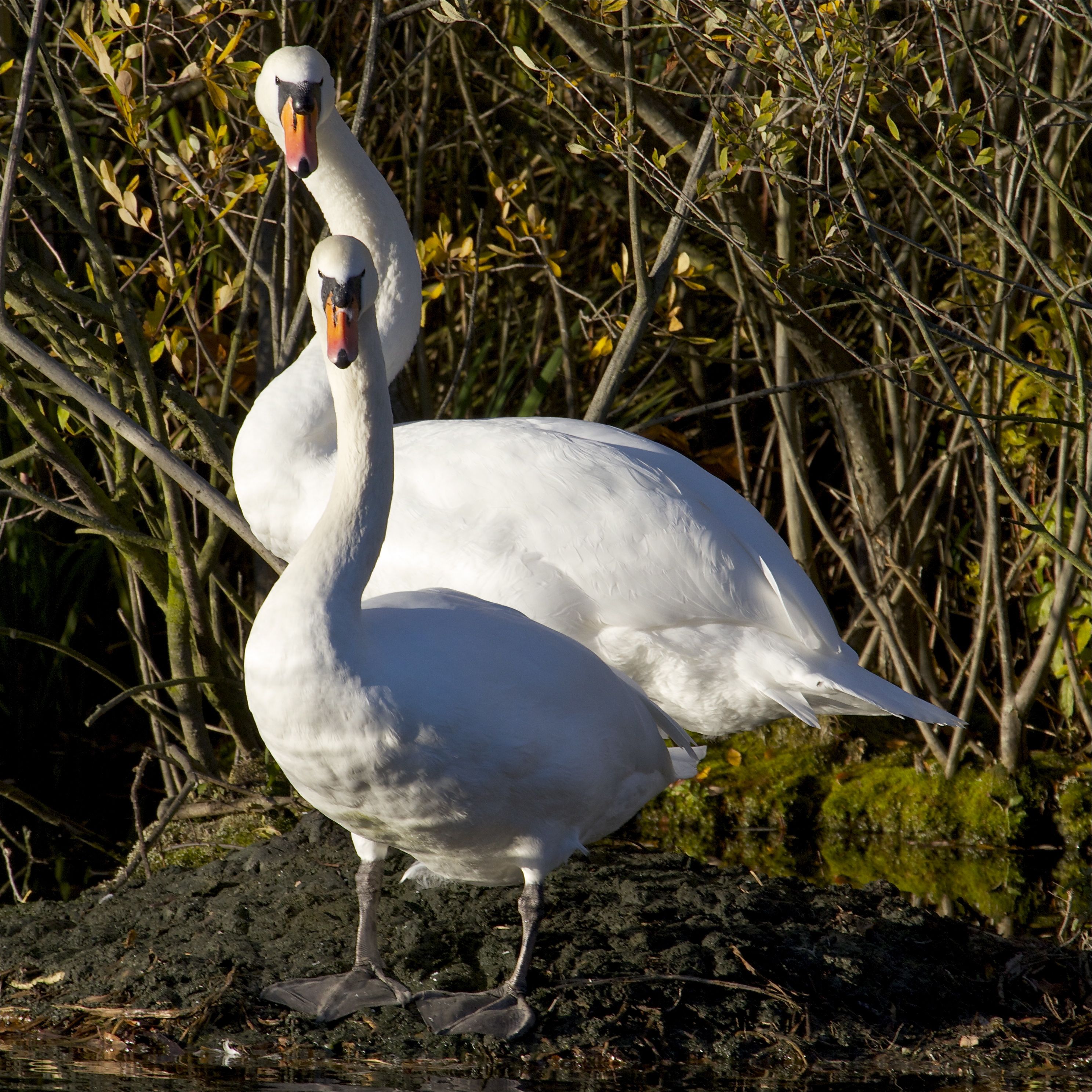 Swans – Synchronised Preening - Communicate Science