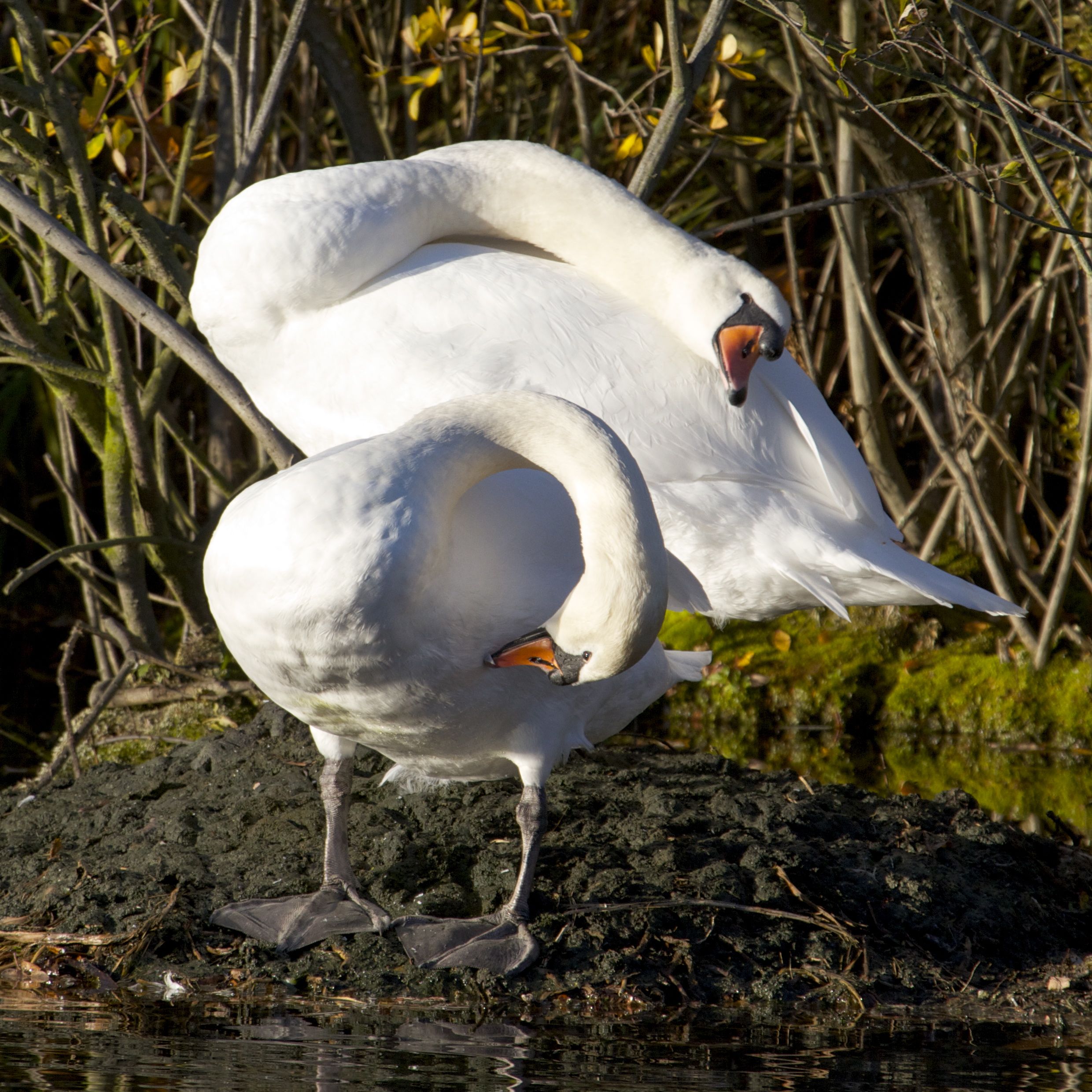 Swans – Synchronised Preening - Communicate Science