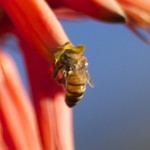 Busy Bees - Communicate Science